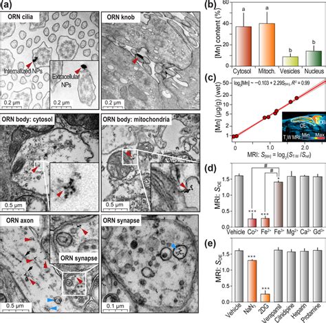 Neuronal Uptake And Subcellular Localization Of The Intranasally