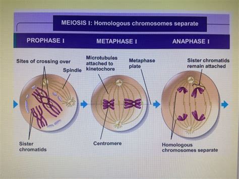 Botany Midterm 2 Random Questions Flashcards Quizlet