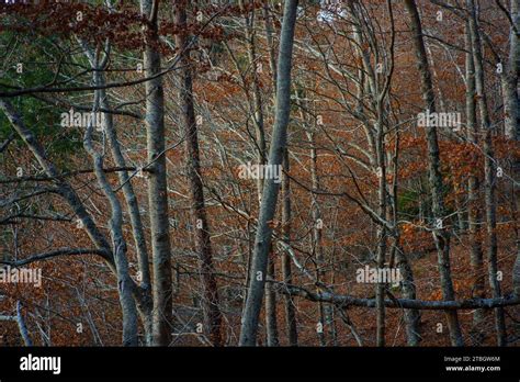 Forest Trees At Rota Das Faias Manteigas Serra Da Estrela Portugal Europe Stock Photo Alamy