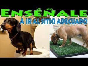 Como Evitar Que Los Perros Orinen Dentro De La Casa Peregrino Avendano