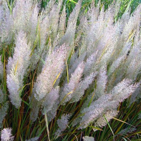 Korean Feather Reed Grass Calamagrostis Brachytricha Korean Feather