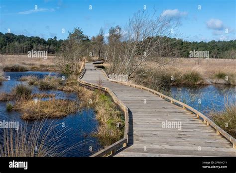 New Replacement Boardwalk At Thursley Common National Nature Reserve