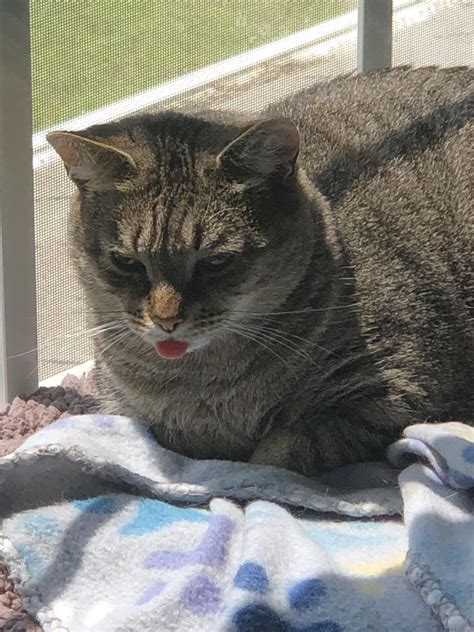 Unexpected Window Blep Rblep