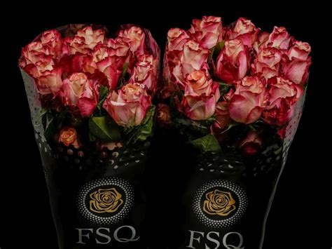 Burlesque A Whitepink Rose From Ecuador