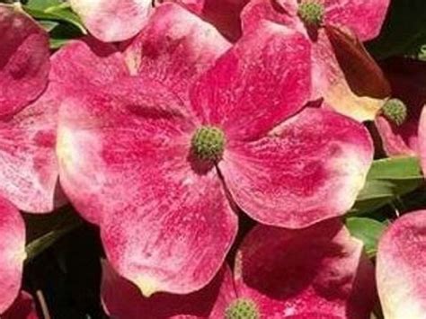 Cornus Kousa Solei Rouge
