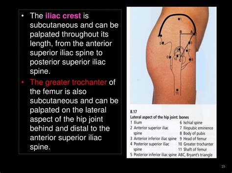 Anterior Superior Iliac Spine Palpation
