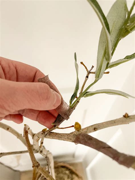 Prune Olive Trees In Pots Correctly 7 Easy Steps Artofit