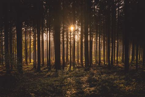 Free Images Tree Nature Forest Silhouette Light Fog Mist Night