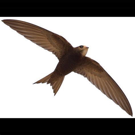 Common Swift Apus Apus Identification Birda