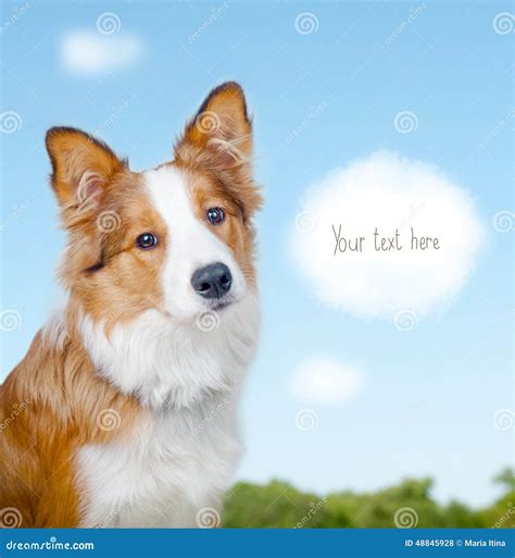 Karte Mit Border Collie Stockfoto Bild Von Leine Kamera 48845928