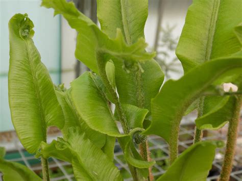 Asplenium Sco Cristata Shallowmead Nursery