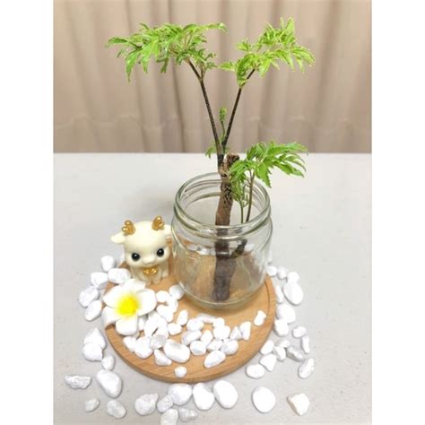 Kamata水耕 羽葉福祿桐富貴樹 裂葉福祿桐 風水樹 觀葉植物另售裸株 蝦皮購物