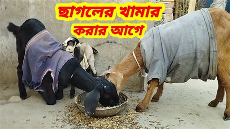 ছাগলের খামার করার আগে এই বিষয়গুলো জেনেনিন Youtube