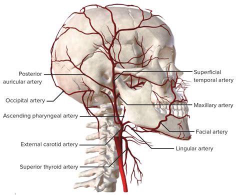 Carotid Arterial System Anatomy Concise Medical Knowledge