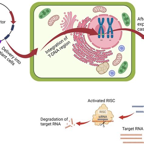 Schematic Representation Of Rnai Sirna Facilitating The Suppression