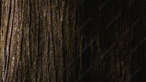 A Tree Portrait Stock Photo Adobe Stock