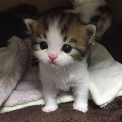 котёнок 🐱 Мемы про котов Котята Глупые кошки