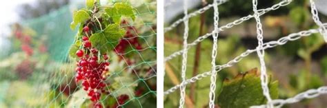 9 Bird Netting Problems You Need To Know Eyouagro
