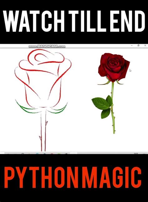 🌹how To Make Rose In Turtle Coding Viral Python Turtle Youtube