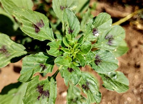 Amaranthus Eflora Of India