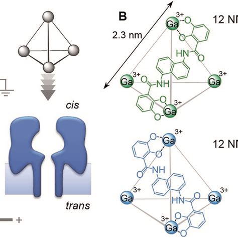 A Experimental Setup In Which Tetrahedral Coordination Cages Were