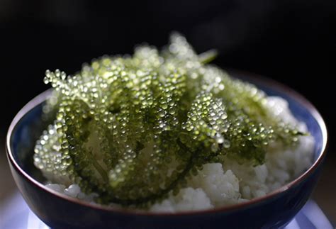 Caulerpa Lentillifera