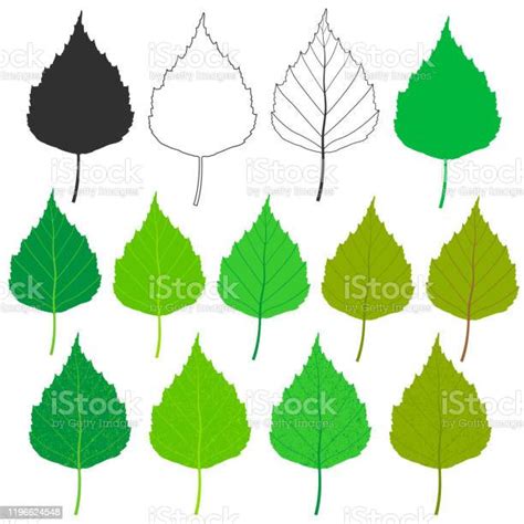 자작 나무 잎 아이콘 모양 세트입니다 다른 색상 숲 잎 기호 기호 팩 벡터 일러스트 이미지입니다 가을 가을 여름 그래픽 컬러 컬렉션입니다 녹색 노란색 빨강 갈색 자연 로고