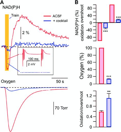 Neuronal And Astrocytic Metabolic Signaling Induced By Synaptic Download Scientific Diagram