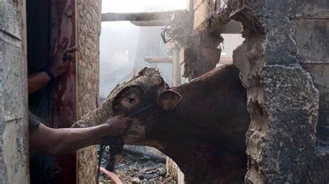 BREAKING NEWS Kandang Ternak Di Jomboran Klaten Terbakar Sapi Terjebak Di Tengah Kobaran Api