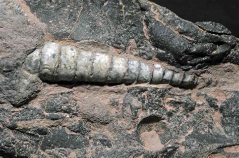 Fossile Blekkspruter Store Norske Leksikon