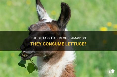 The Dietary Habits Of Llamas Do They Consume Lettuce Petshun