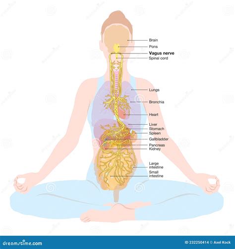 Vagus Nerve Diagram Cartoon Vector 227838179