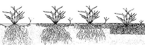 Xtremehorticulture Of The Desert Bermudagrass Lawn Requires