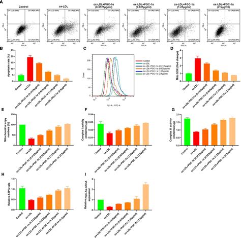 Frontiers LncRNA FENDRR Inhibits Ox LDL Induced Mitochondrial Energy