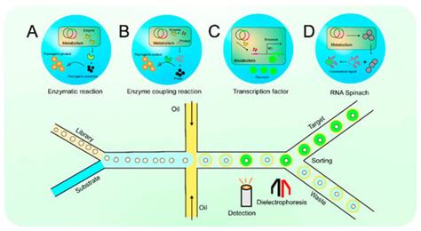 Droplet Based Microfluidic High Throughput Screening Of Engineered Strains Encyclopedia Mdpi