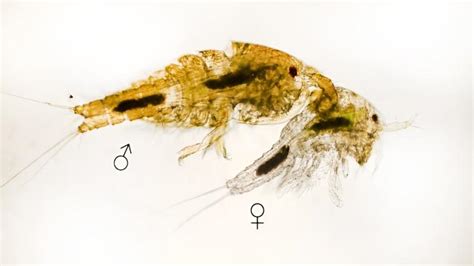 Mdi On Linkedin Discovery Of Vast Sex Differences In Cellular Activity