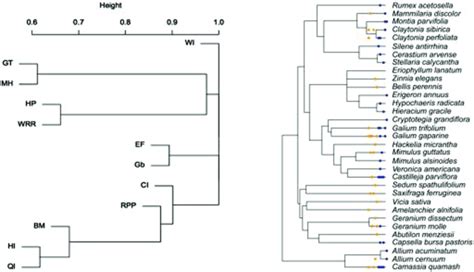 fig a3 left cluster dendrogram of bray curtis distance in