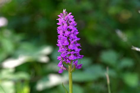 야생 난초 꽃 Dactylorhiza Majalis 활엽 Pixabay의 무료 사진 Pixabay