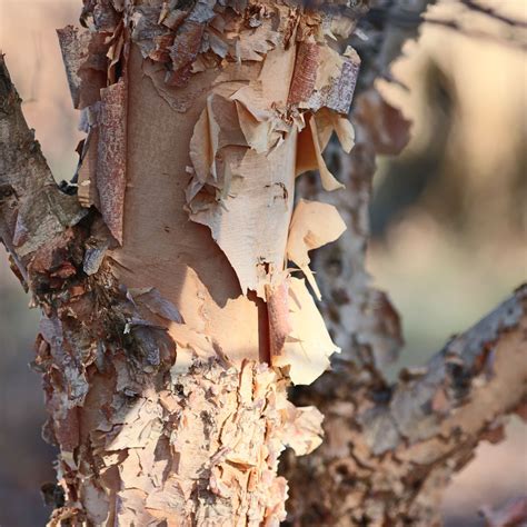 Betula Nigra Multistem Trees Form Plants