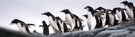 Linux Inside Change Your Mouse Cursor