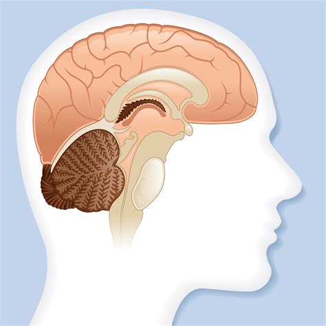Brain Activity Mapping What Is It And Why Is It Important Baylor