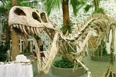 Stolen Mongolian Dino Fossils Being Returned