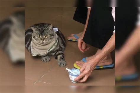 奶奶强行给猫咪喂饭，猫咪表情呆滞，网友：一看就是奶奶喂大的！猫咪奶奶表情