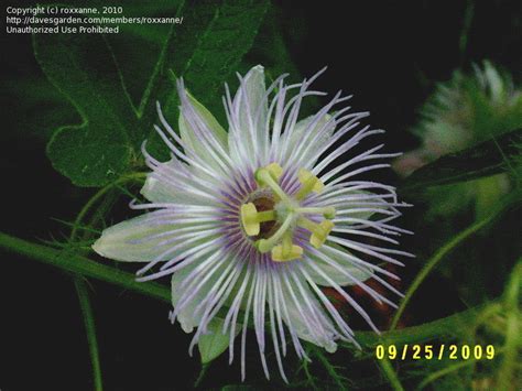 Plantfiles Pictures Passion Flower Passionflower Passiflora Arida