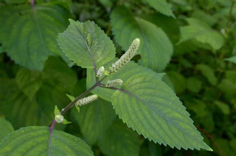 レモンエゴマ檸檬荏胡麻九重大分山行脚