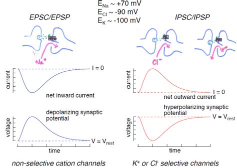 Excitatory And Inhibitory Neurotransmitters Synapses Neurotransmitter Receptors