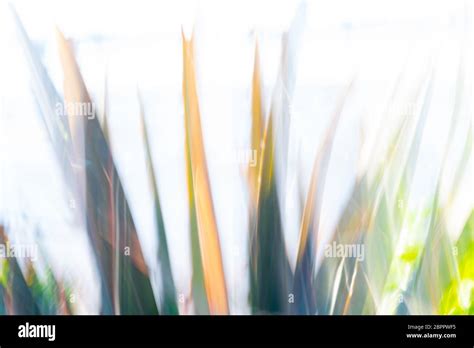 Nature Abstract Colored Flax Blades Motion Blur Stock Photo Alamy