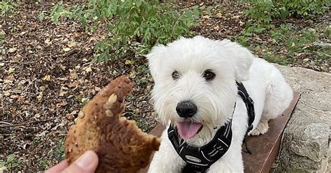 I Present Magnolia Aka Magaroni Album On Imgur