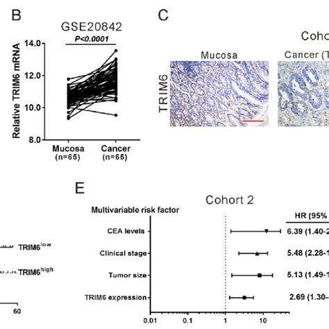 Correlation Of Trim6 Expression In Colorectal Cancer Tissues With
