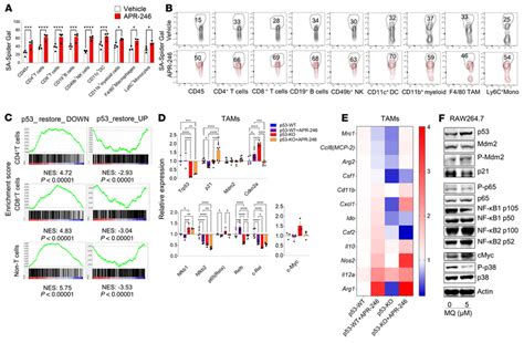 Increased P53 Expression Activates The Sasp Pathway A Download